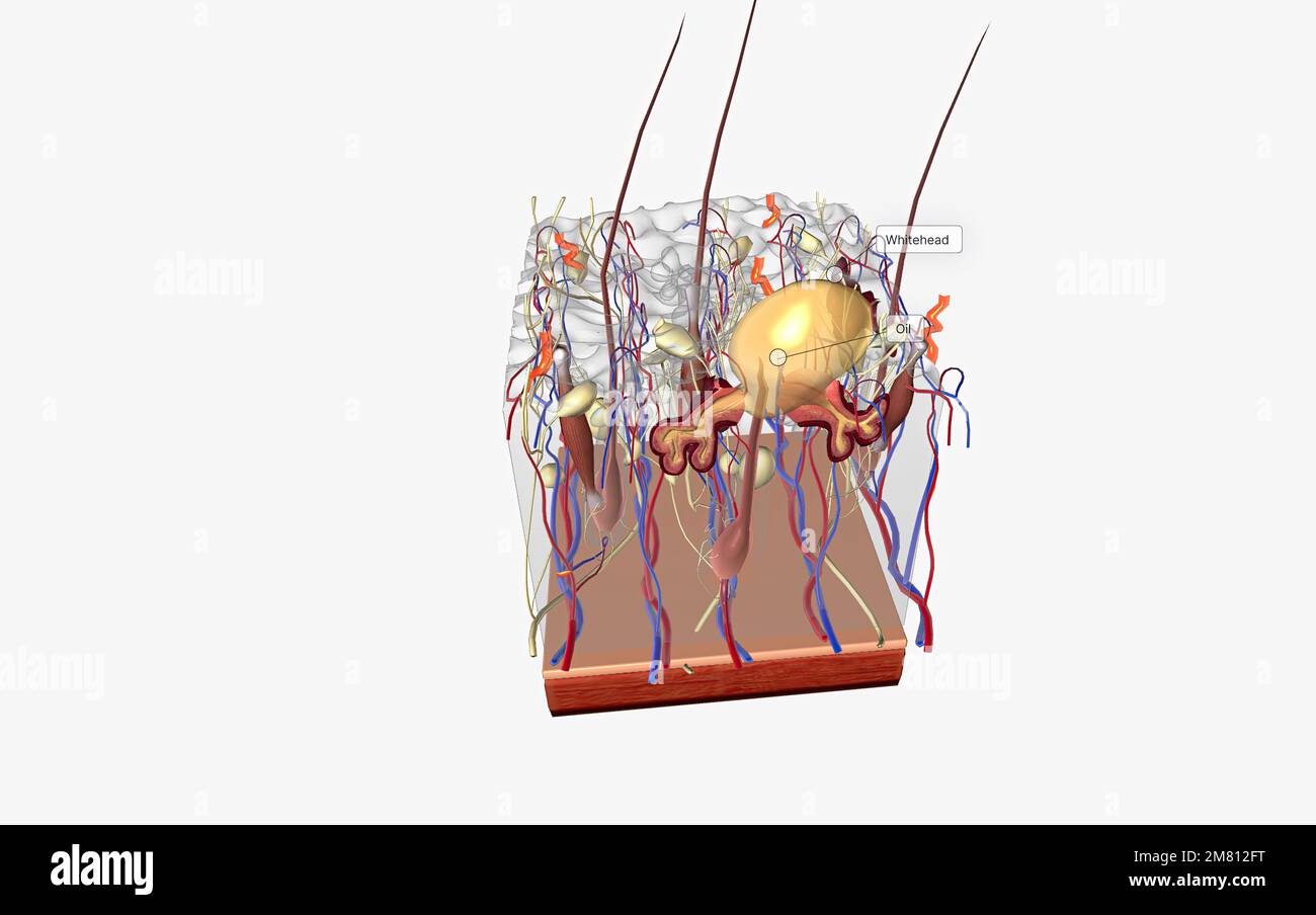 Human hair follicles anatomy Cut Out Stock Images & Pictures - Alamy