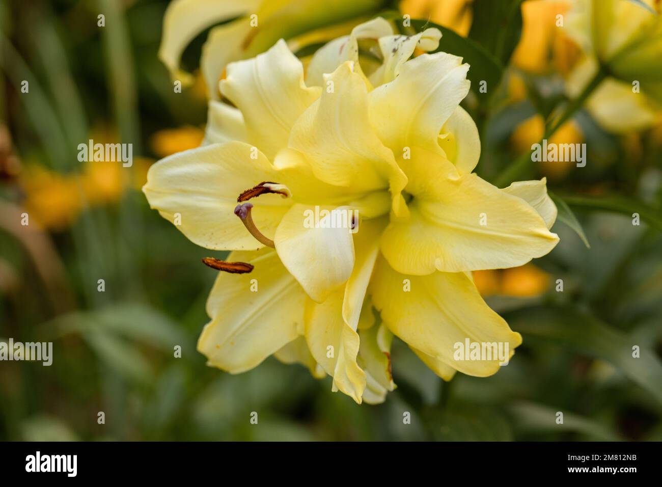 Lily ot hybrid hi-res stock photography and images - Alamy