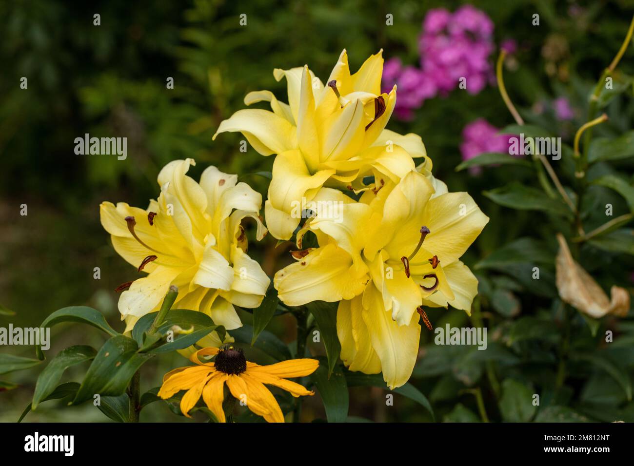 Ot hybrid lily hi-res stock photography and images - Alamy