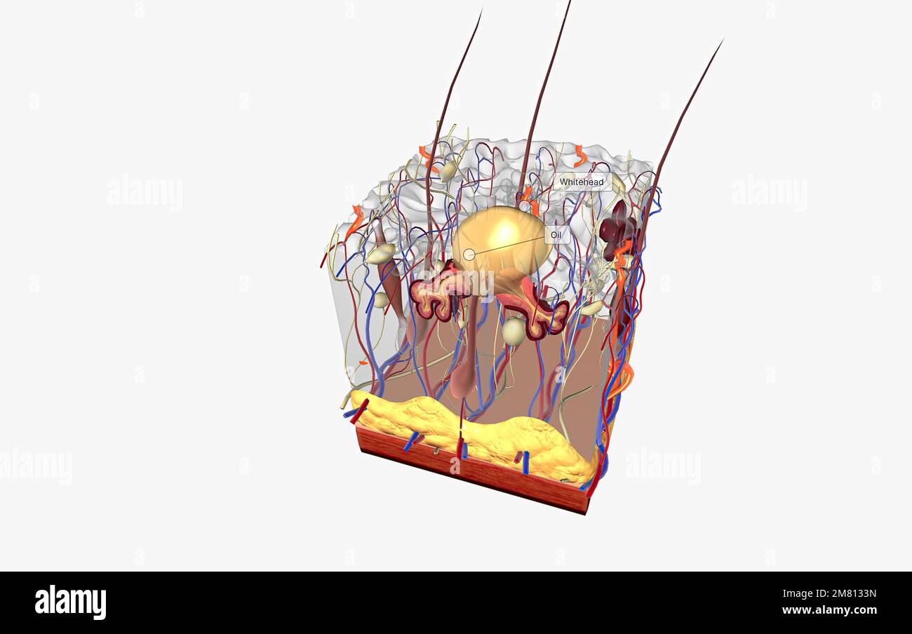 Human hair follicles anatomy Cut Out Stock Images & Pictures - Alamy