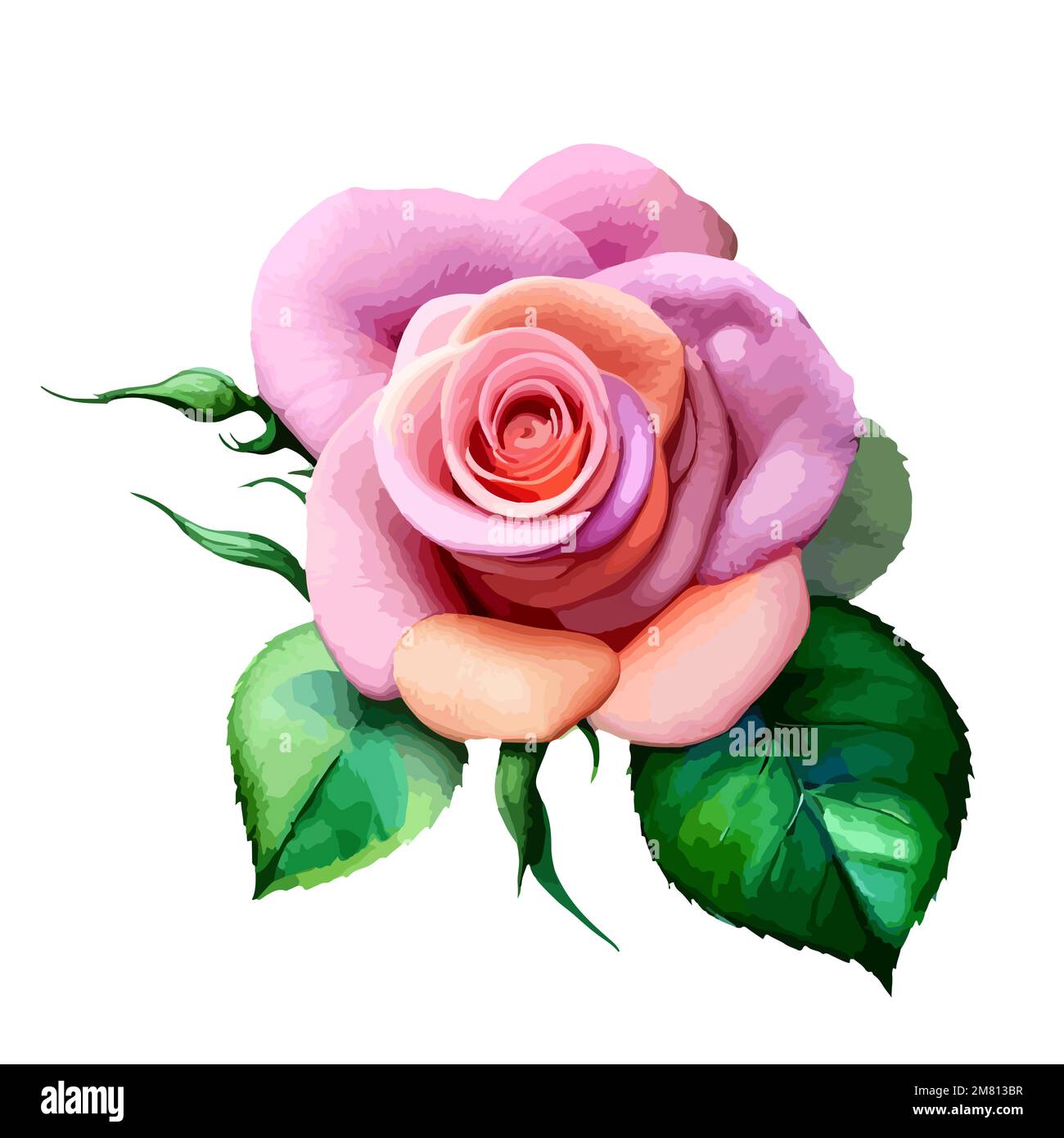 Vector watercolor pink roses, beauty bridal paint card, graphic element ...
