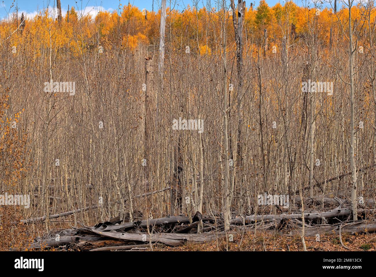 Grand Canyon National Park, located in northwestern Arizona, is the ...