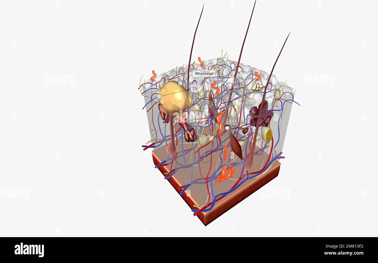 Human hair follicles anatomy Cut Out Stock Images & Pictures - Alamy