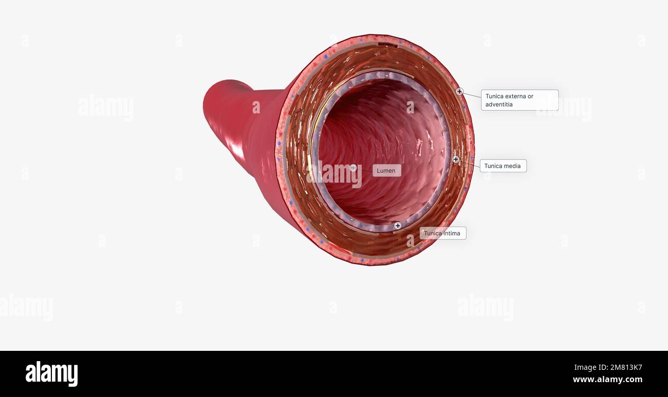 Blood vessel layers Cut Out Stock Images & Pictures - Alamy