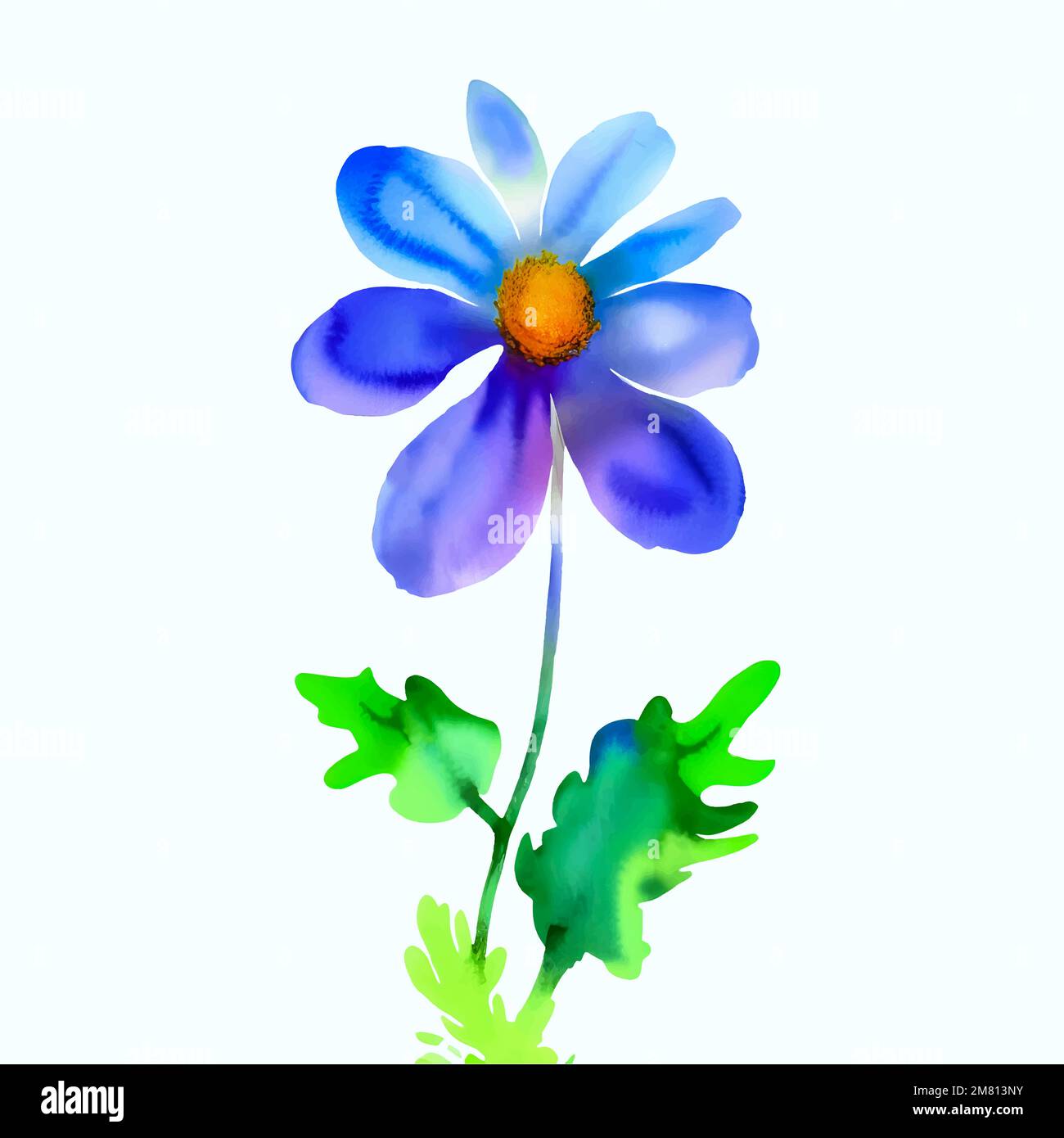 Spring Beauty Wildflower Drawing