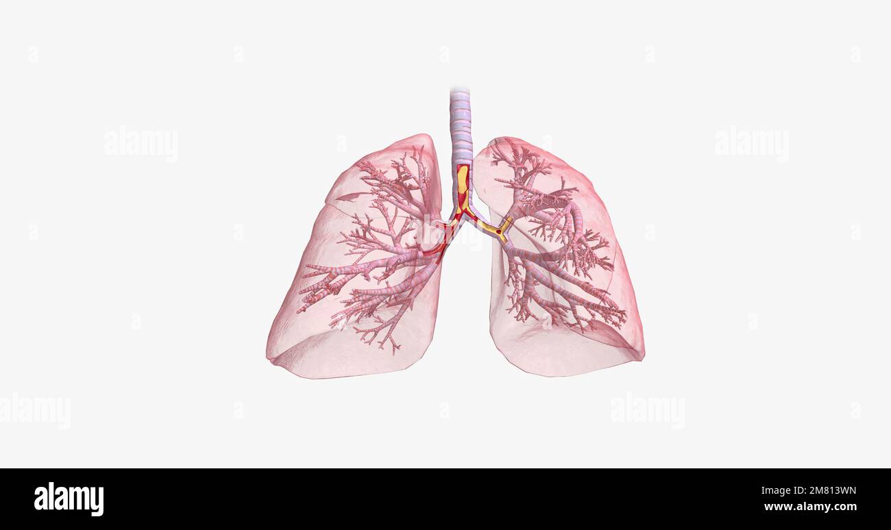 Alveolar cell Cut Out Stock Images & Pictures - Alamy