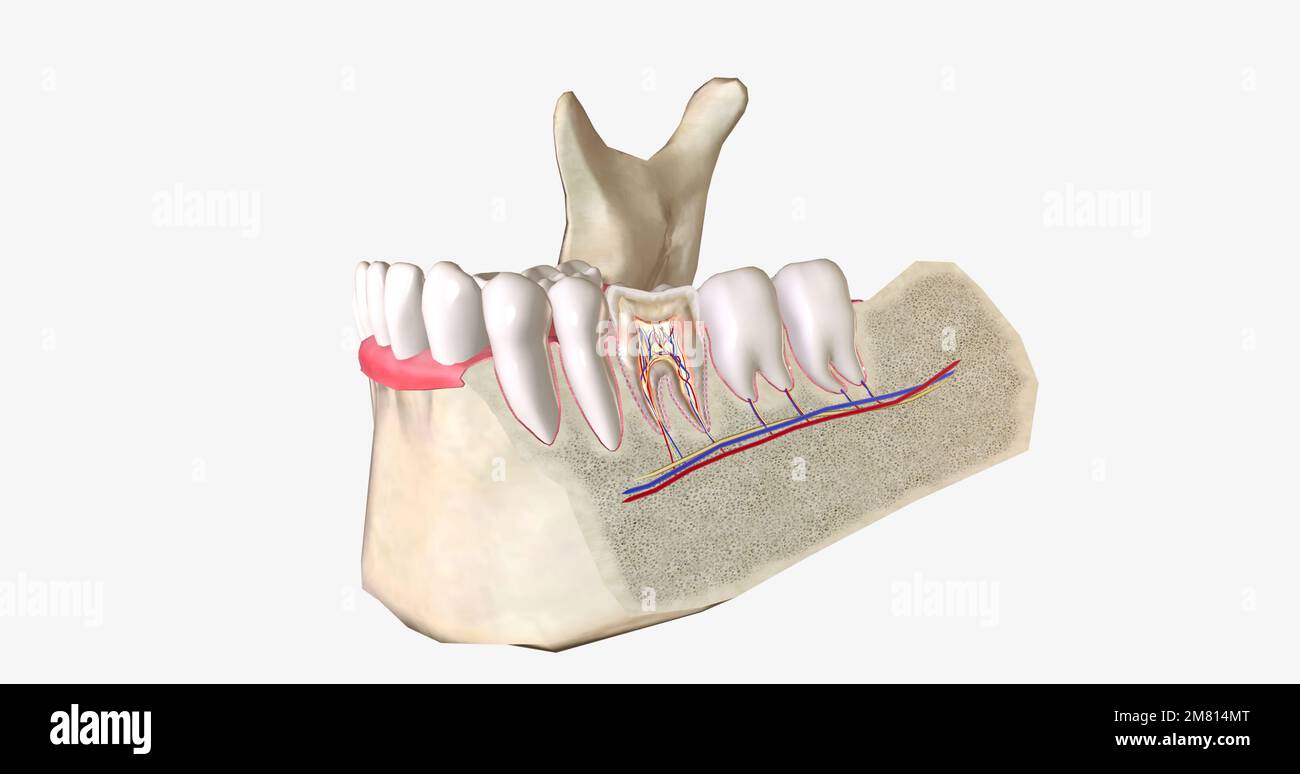 Sharp dentition hi-res stock photography and images - Alamy