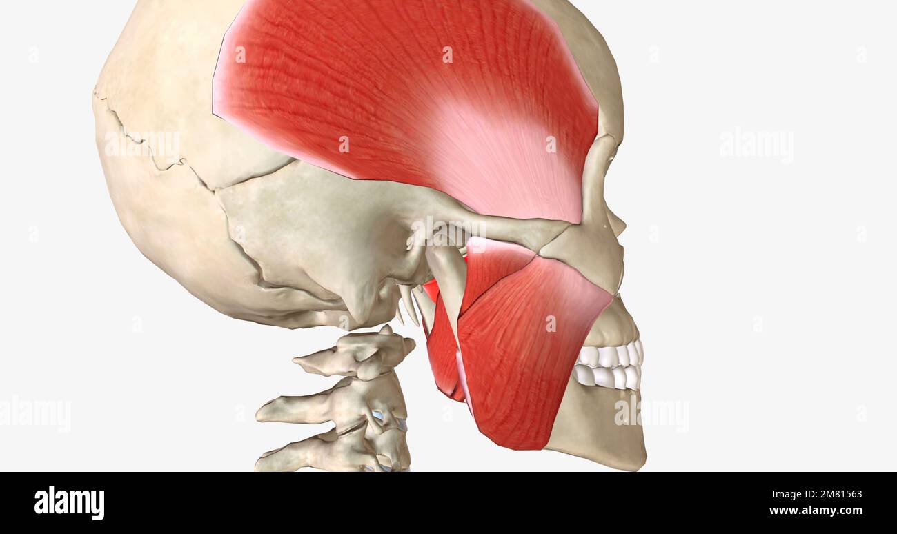 Pterygoid hi-res stock photography and images - Alamy