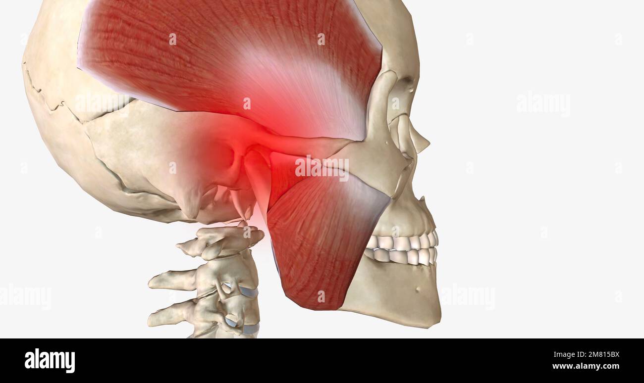 Human jaw muscles hi-res stock photography and images - Alamy