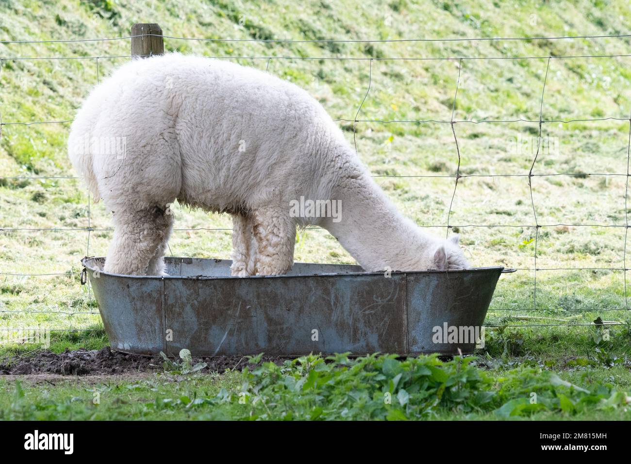 Alpaca standing inside metal bath tub drinking water - The Lakes ...
