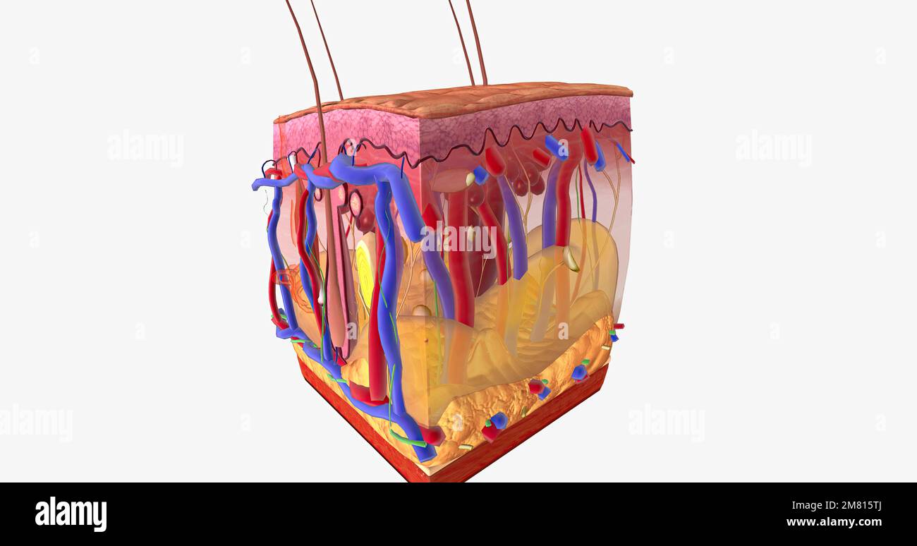 Cutaneous sense hi-res stock photography and images - Alamy