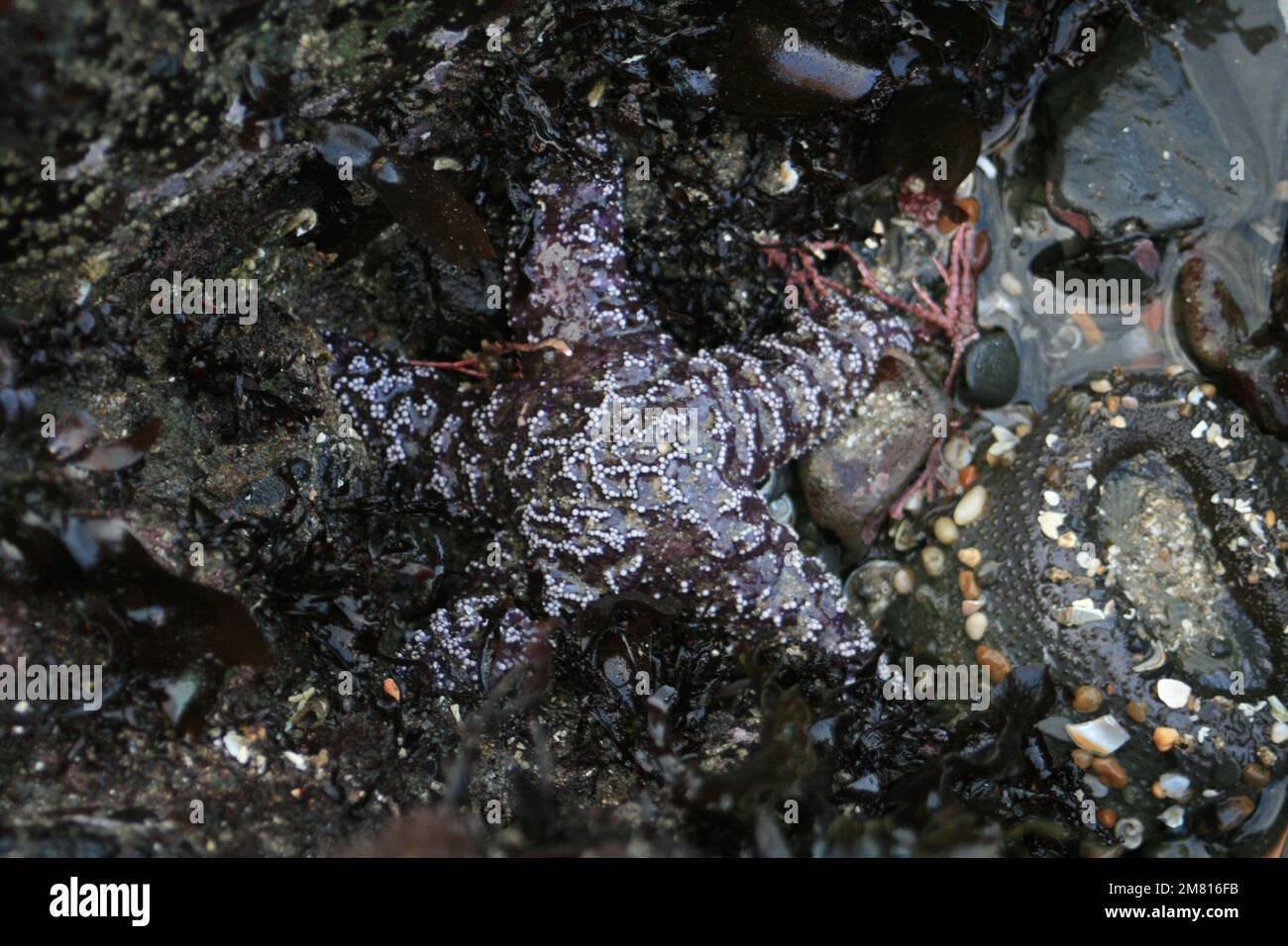 Ochre starfish hi-res stock photography and images - Alamy