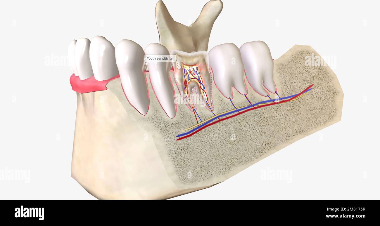 Sharp dentition hi-res stock photography and images - Alamy
