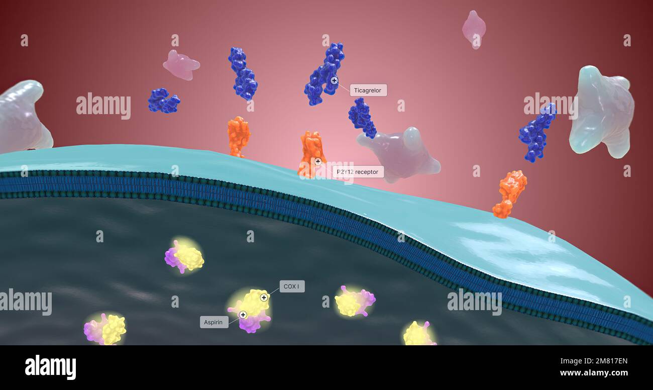 Four subunits hi-res stock photography and images - Alamy