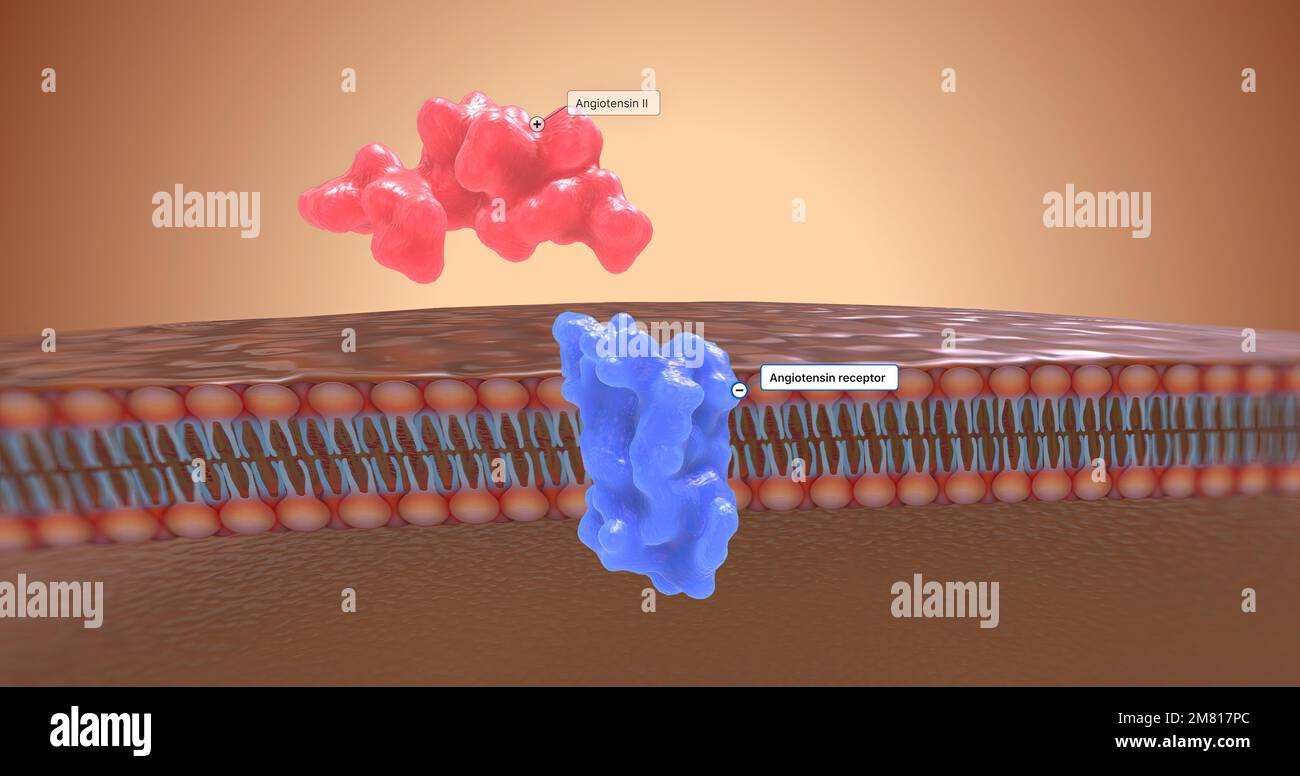 Connecting tract hi-res stock photography and images - Alamy