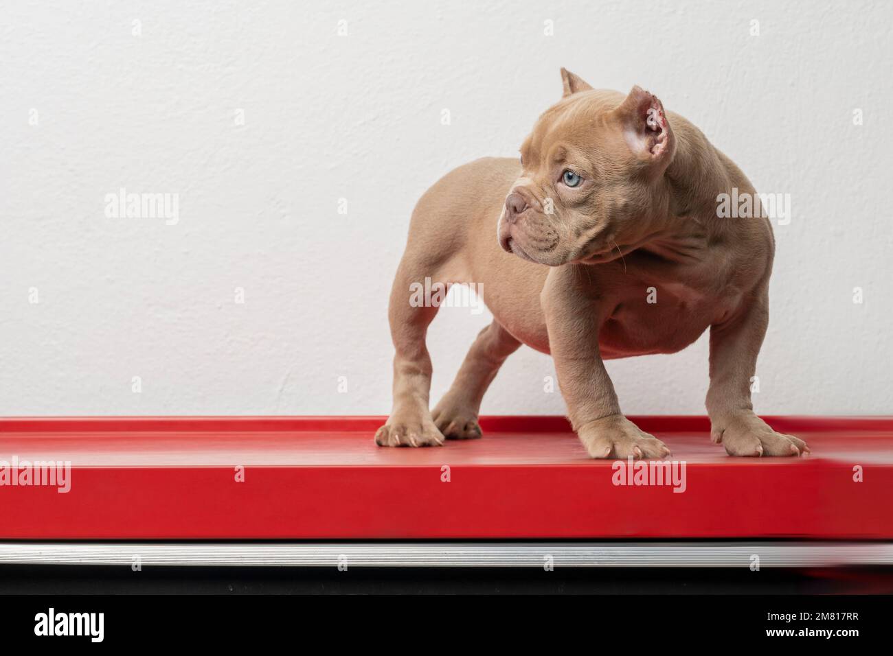american bully puppy,standing on a red surface, looking to the side ...
