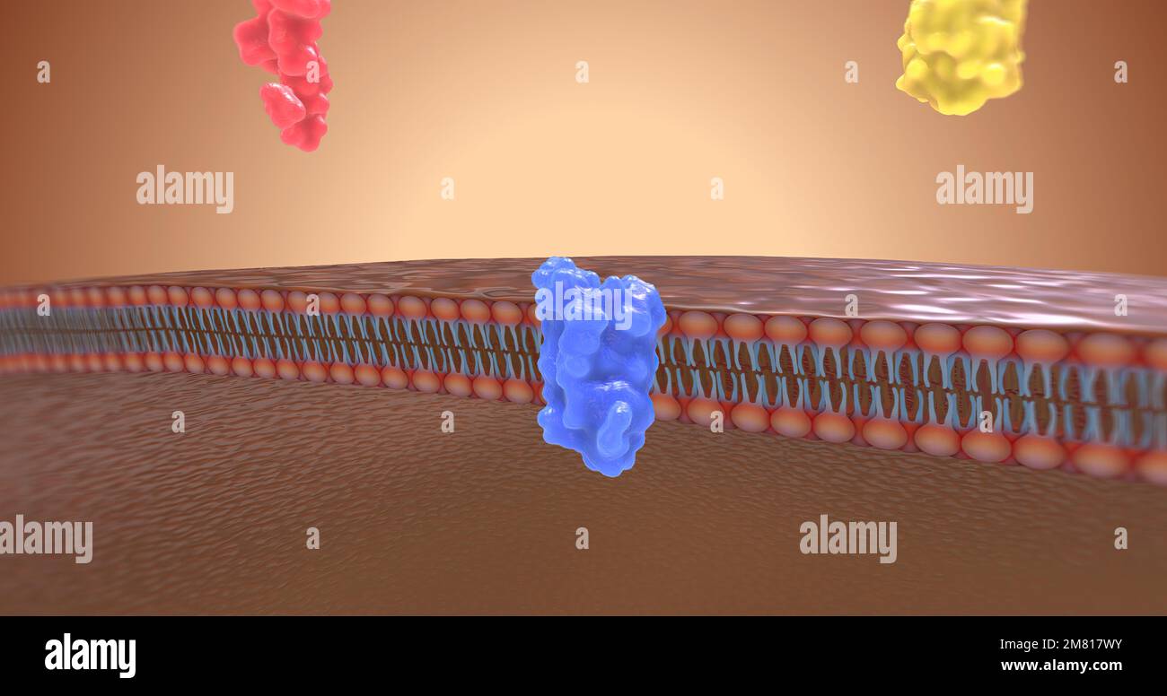 Work by preventing angiotensin II from binding to receptors in the ...