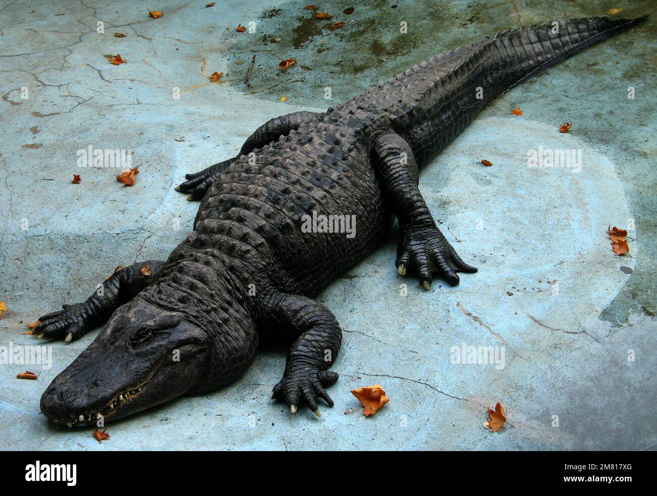 American alligator (Alligator mississippiensis) Muja, world's oldest ...