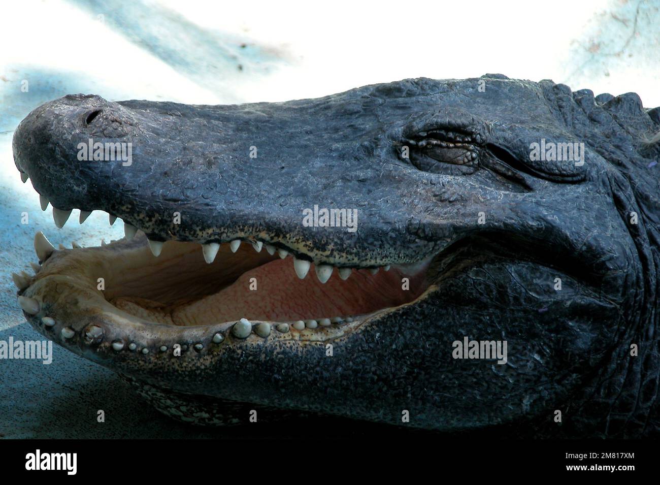 American alligator (Alligator mississippiensis) Muja, world's oldest ...