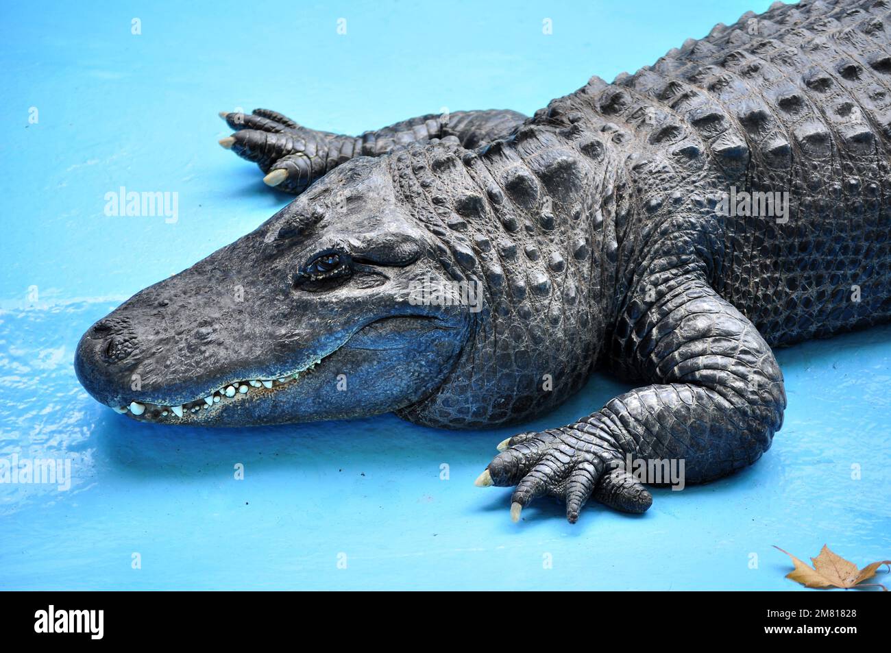 Muja alligator mississippiensis hi-res stock photography and images - Alamy