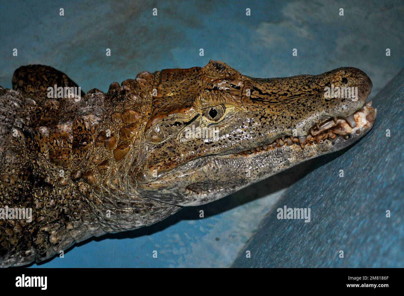 Paleosuchus palpebrosus hi-res stock photography and images - Alamy