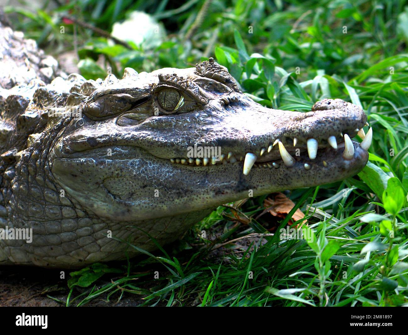 Dwarf caiman (Paleosuchus palpebrosus Stock Photo - Alamy