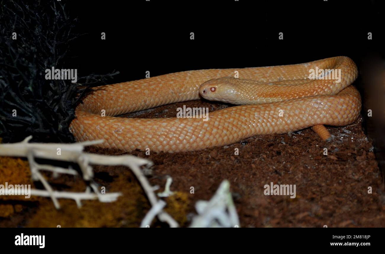 Indian spitting cobra hi-res stock photography and images - Alamy
