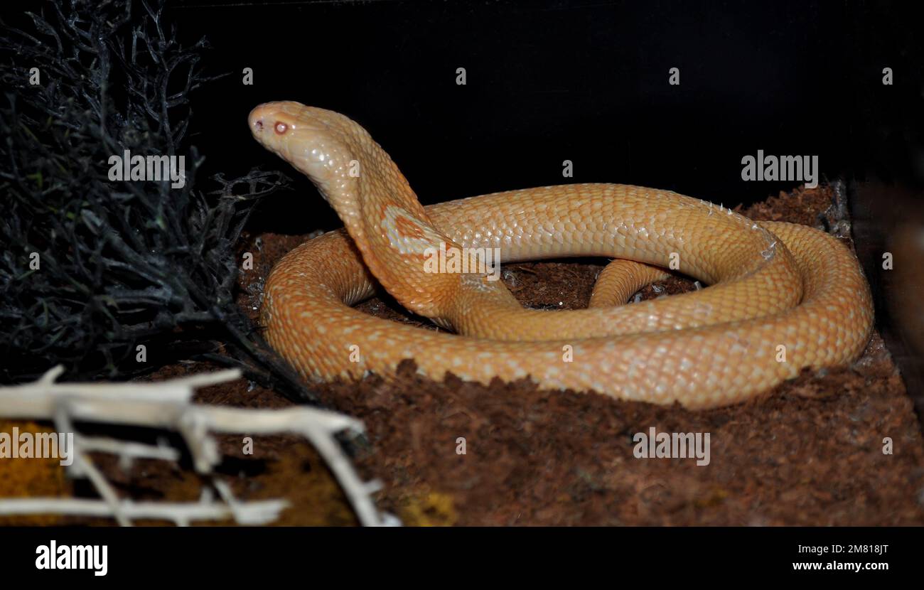 Indian spitting cobra hi-res stock photography and images - Alamy