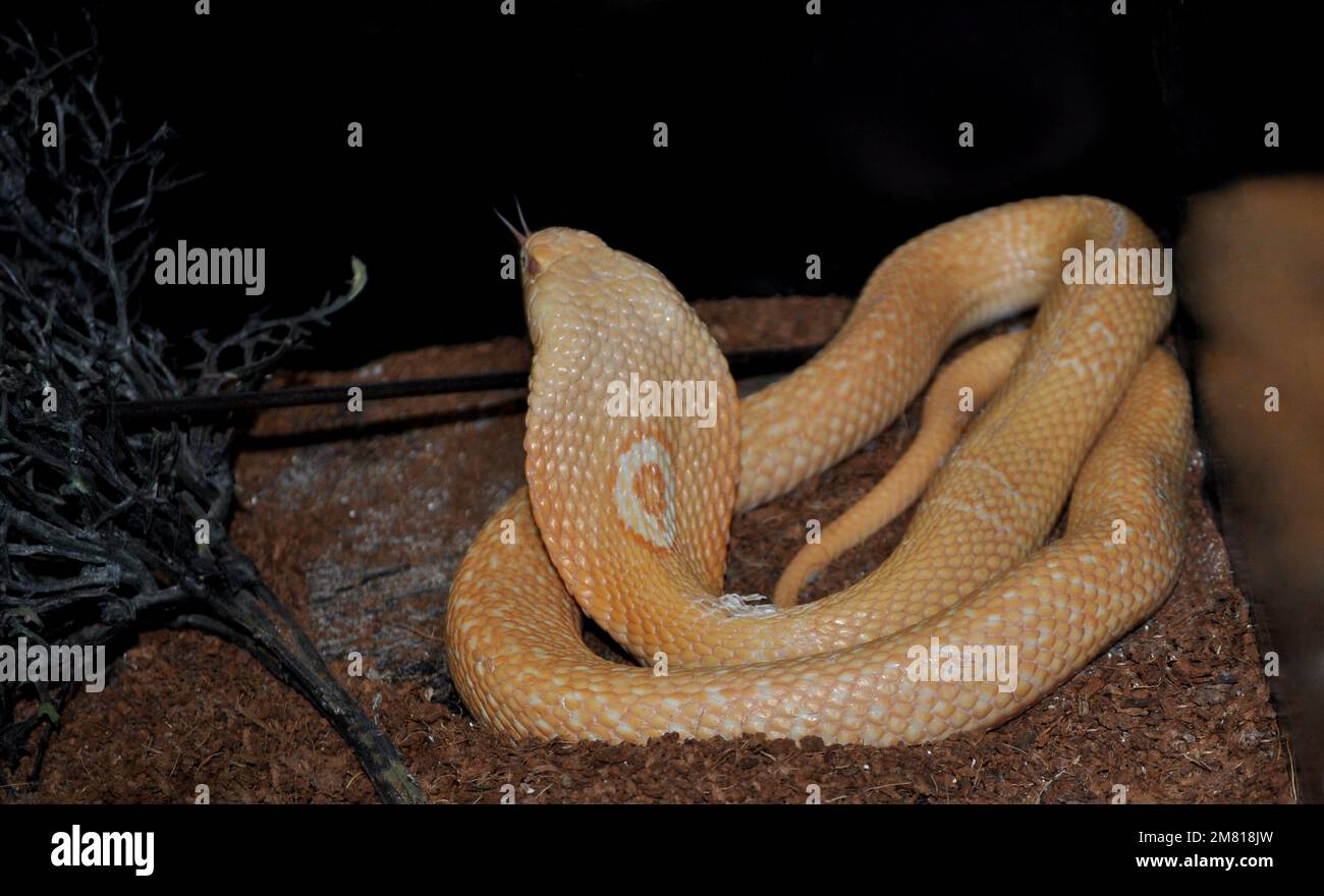 Monocled cobra (Naja kaouthia Stock Photo - Alamy