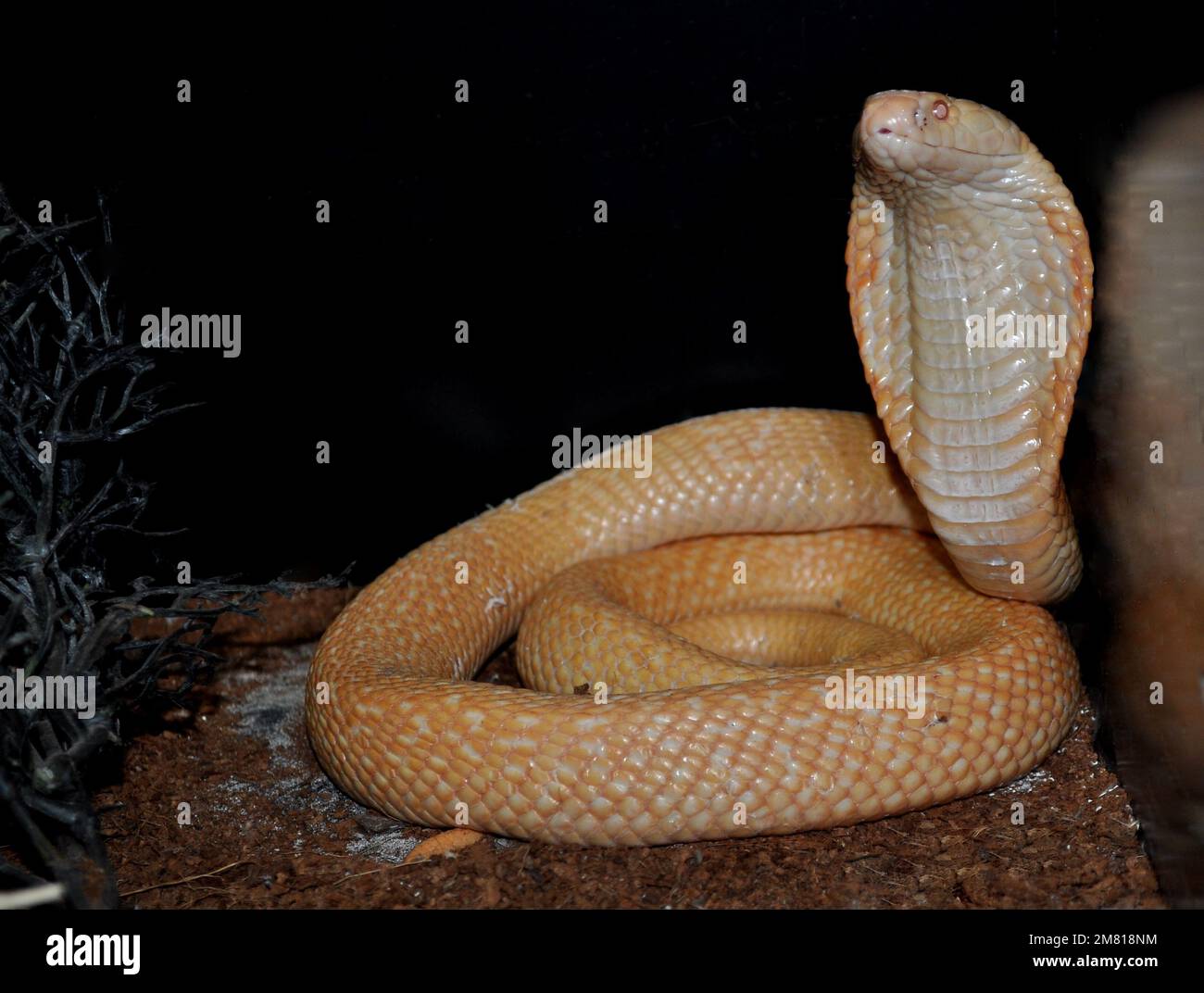 Monocled cobra (Naja kaouthia Stock Photo - Alamy