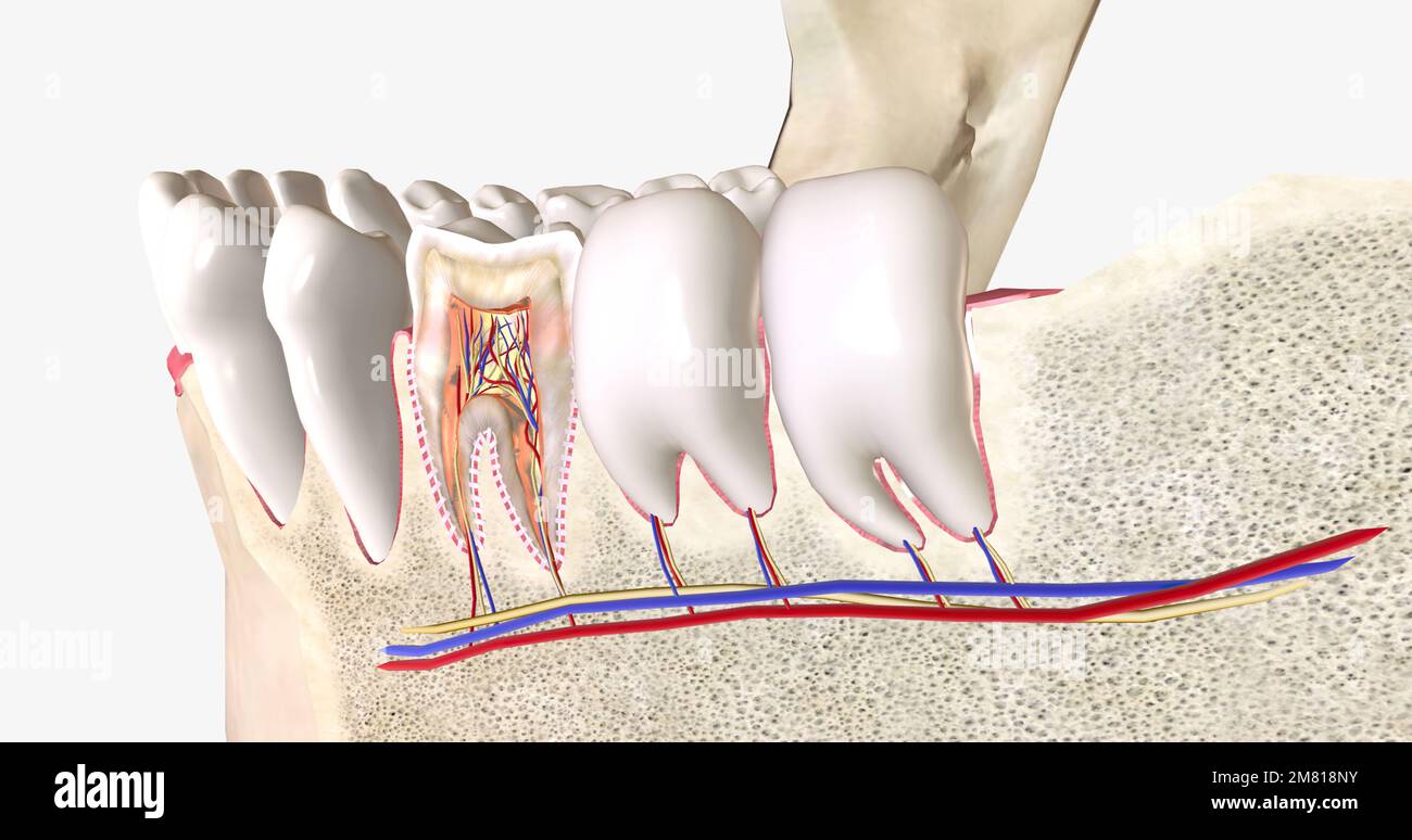 Sharp incisor teeth hi-res stock photography and images - Alamy
