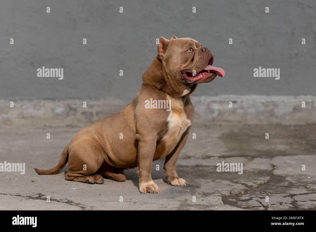 American bully breed dog sitting on the floor looking to the side Stock ...