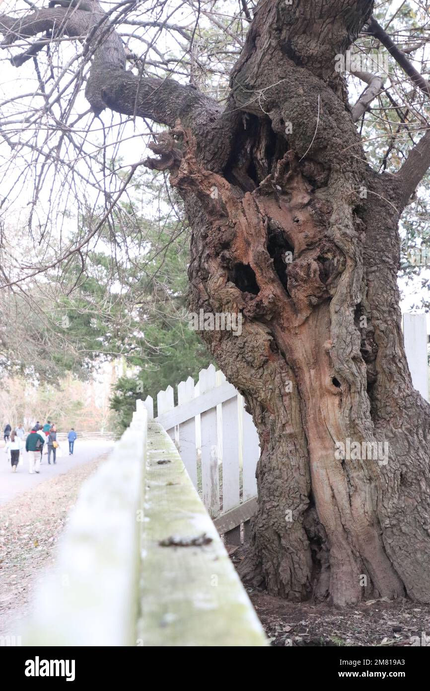 An old mangled oak tree in Colonial Williamsburg Stock Photo - Alamy