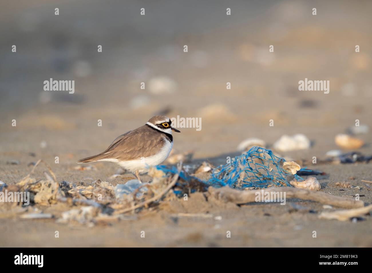 Pollution on the beach, plastic near the bird, little ringed plover ...