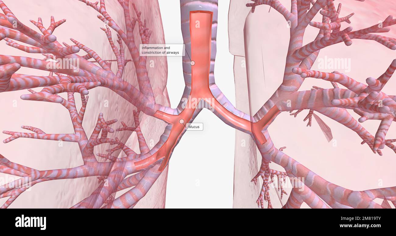 Nasal air sac hi-res stock photography and images - Alamy