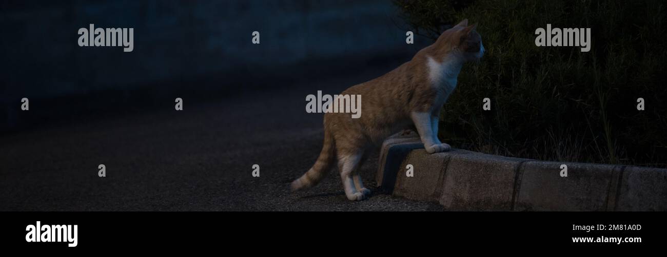 Cat panorama hi-res stock photography and images - Alamy
