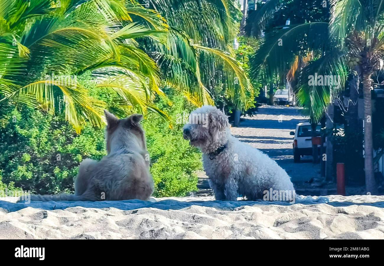 Dogs relax and play in the sand on the beach with palm trees in ...