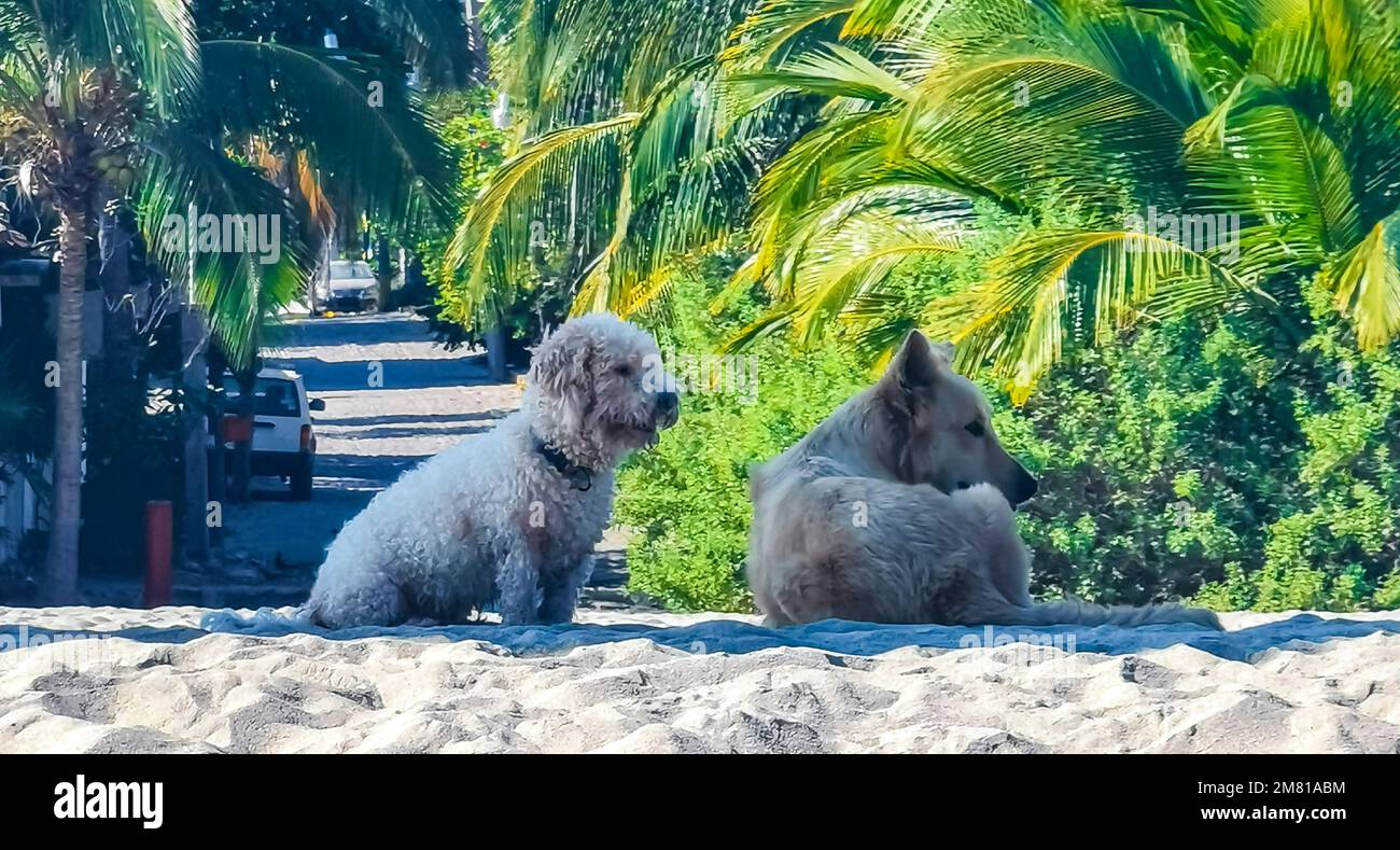 Dogs relax and play in the sand on the beach with palm trees in ...