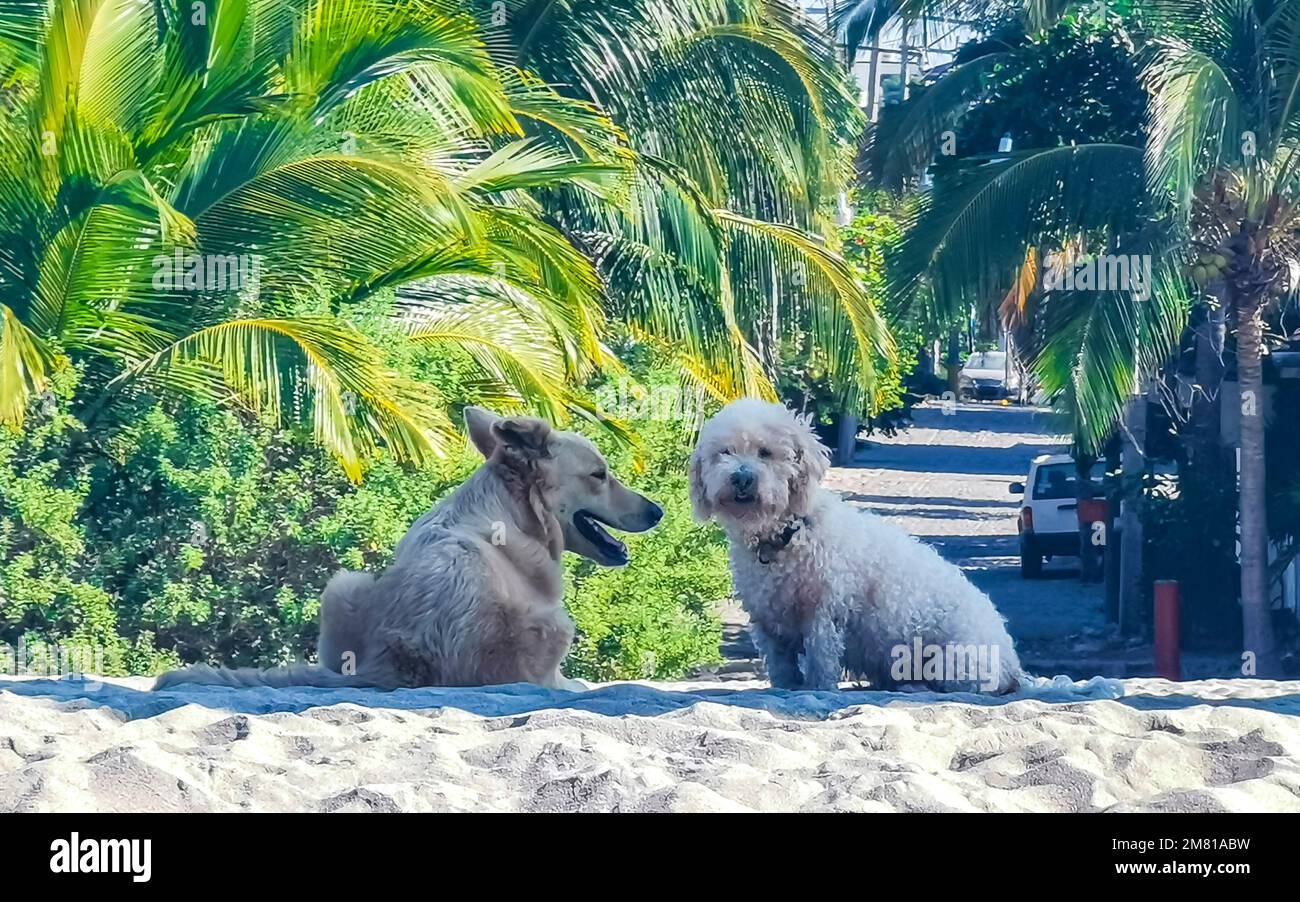 Dogs relax and play in the sand on the beach with palm trees in ...