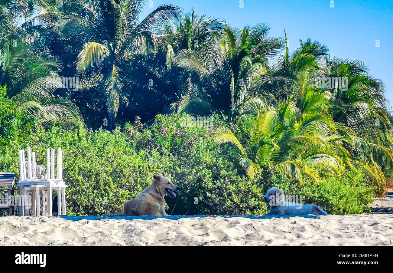 Dogs relax and play in the sand on the beach with palm trees in ...