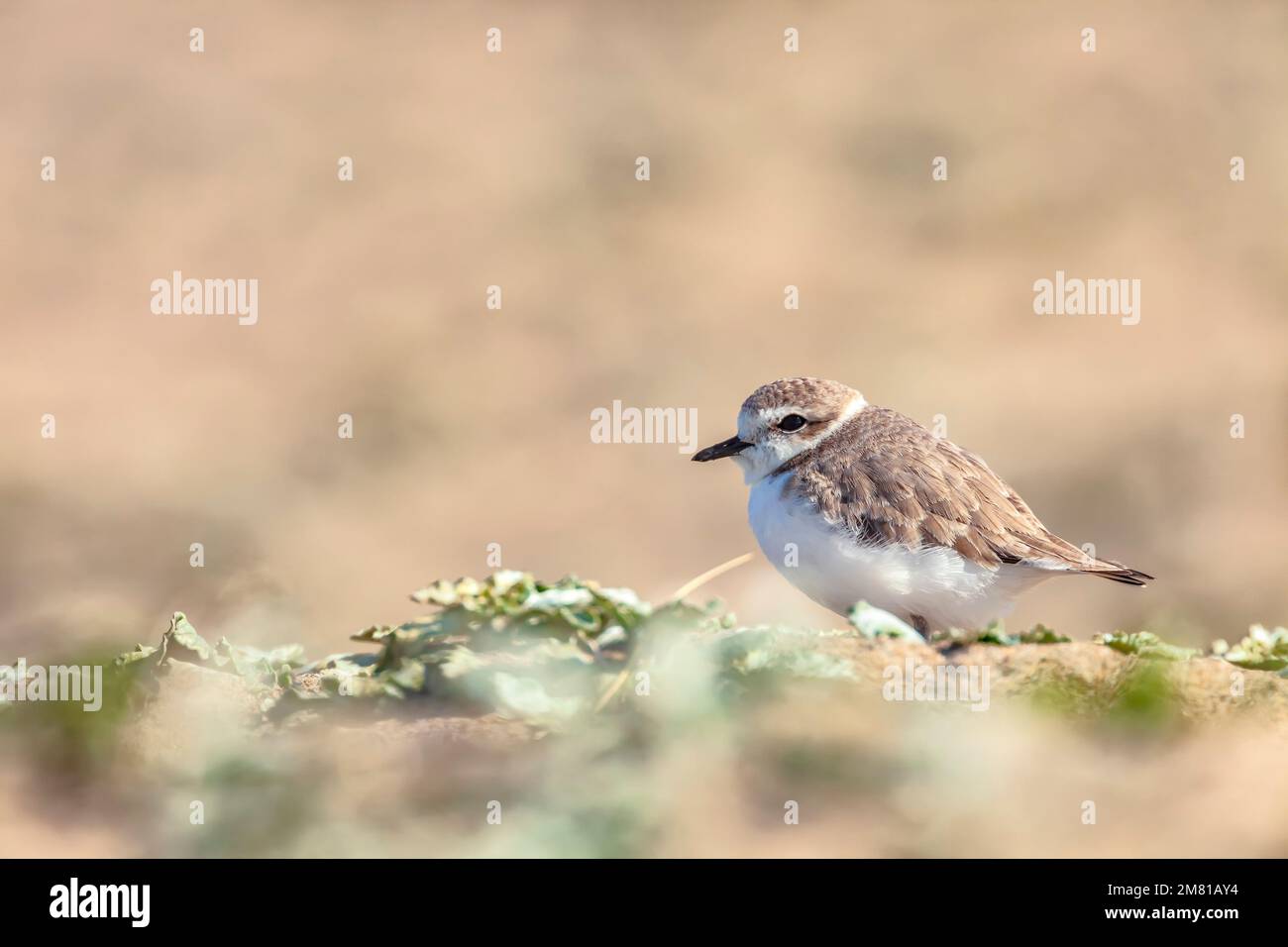 Threatened species western snowy plover Charadrius nivosus at Point ...