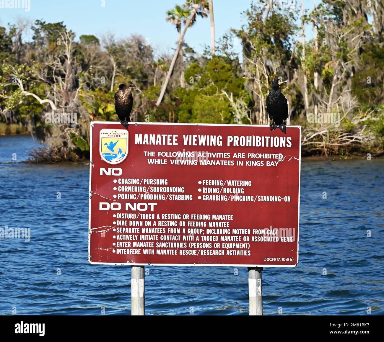 Crystal River and Kings Bayoffers visitors a chance to see manatee and ...