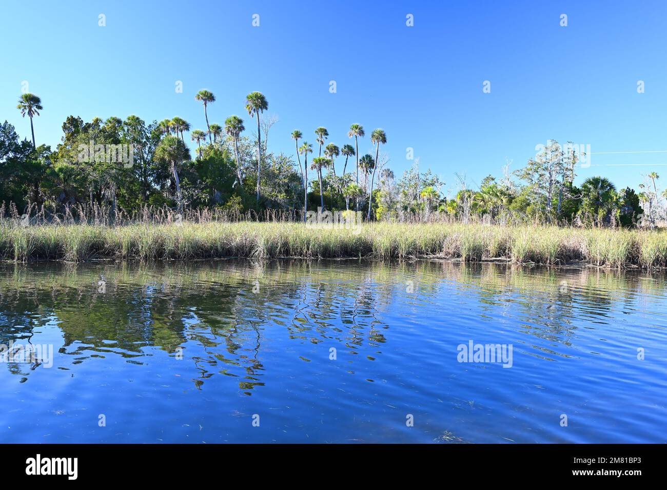 Crystal River and Kings Bay offers visitors a variety of animal and ...