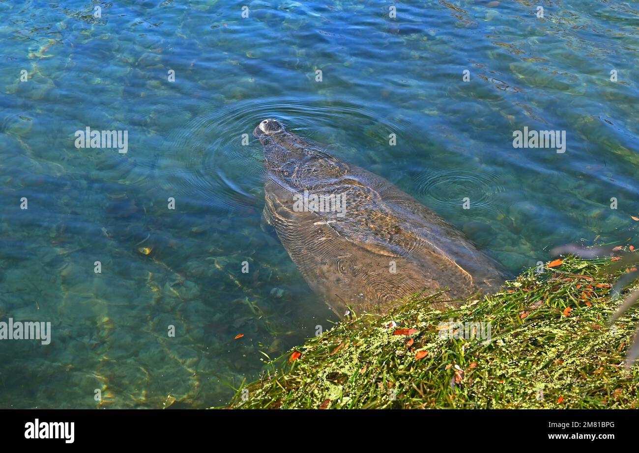 Crystal River and Homosassa Springs offers visitors a variety of animal ...