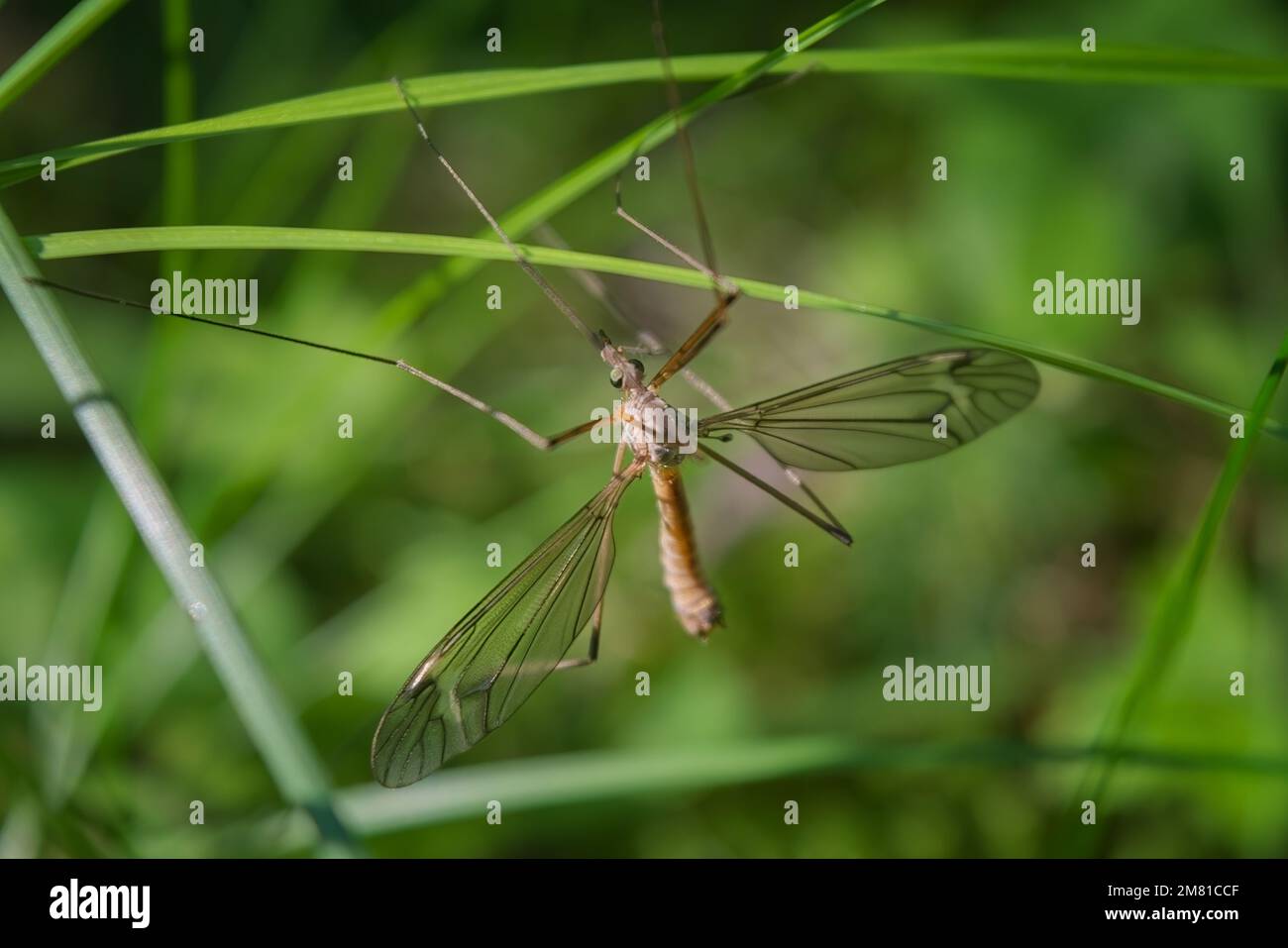 One european arsh Crane Fly - Big Schnake Tipula oleracea on blade of ...