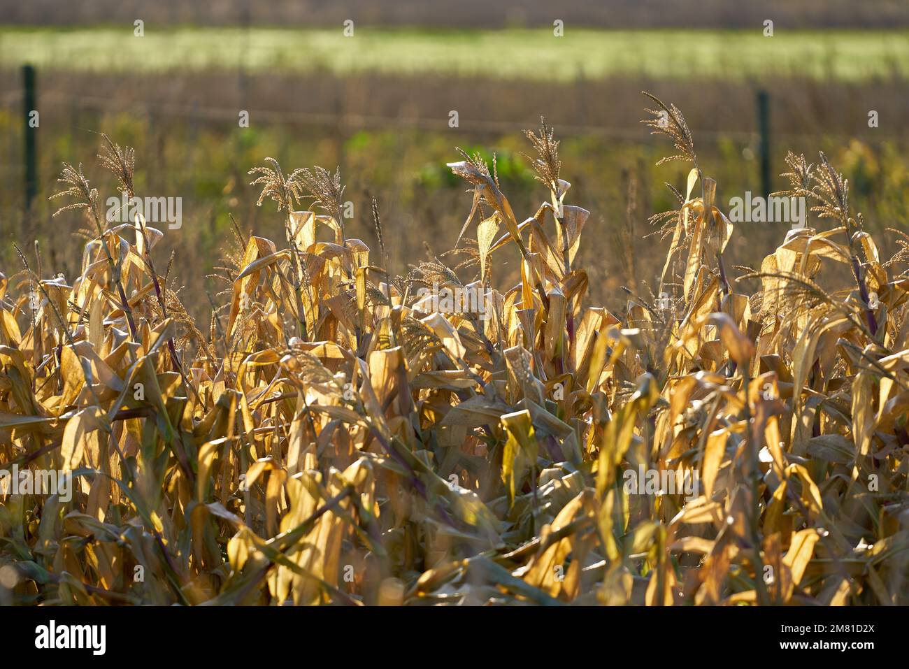 Dry Corn Stalks in a Field. Dead and dry corn stalks after a long hot ...
