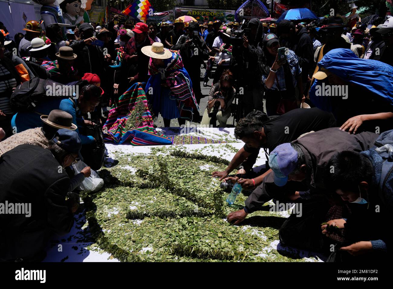 People collect the coca leaf during National Chewing Coca Leaf Day, in La Paz, Bolivia ...