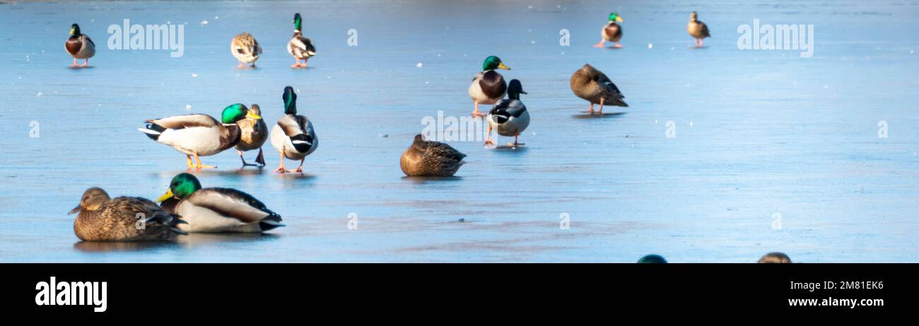 Ice flock hi-res stock photography and images - Alamy