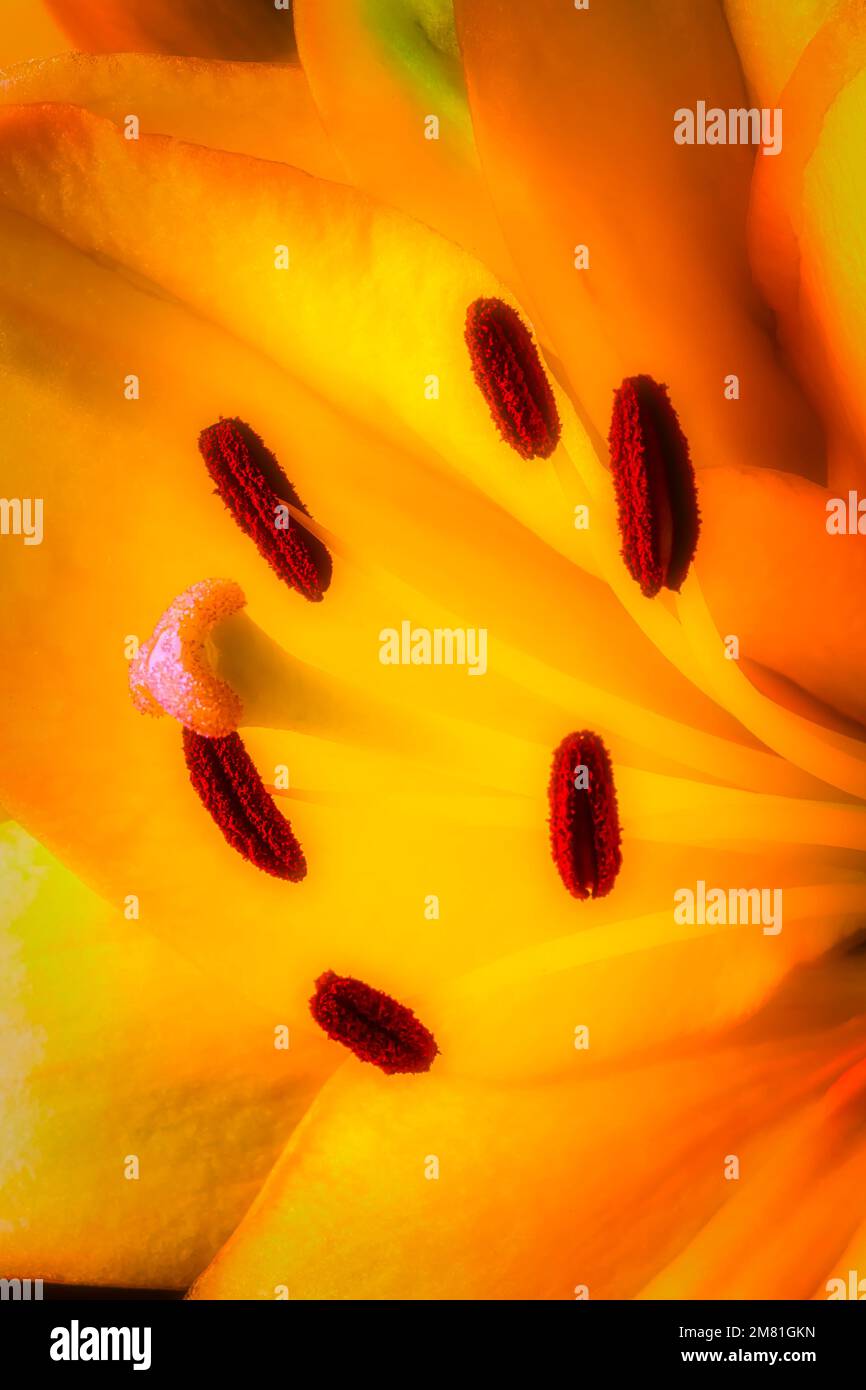 Close Up Yellow liger lily flower, pistil,stigma,color Stock Photo - Alamy