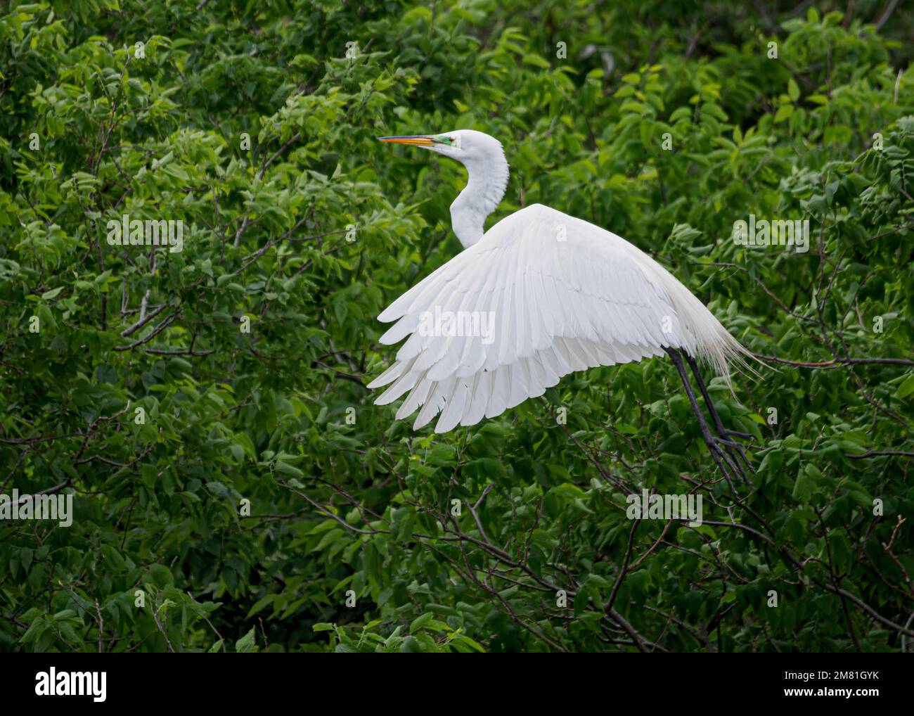 Great Egret (Ardea alba) flying at the Ocean City Rookery Stock Photo ...